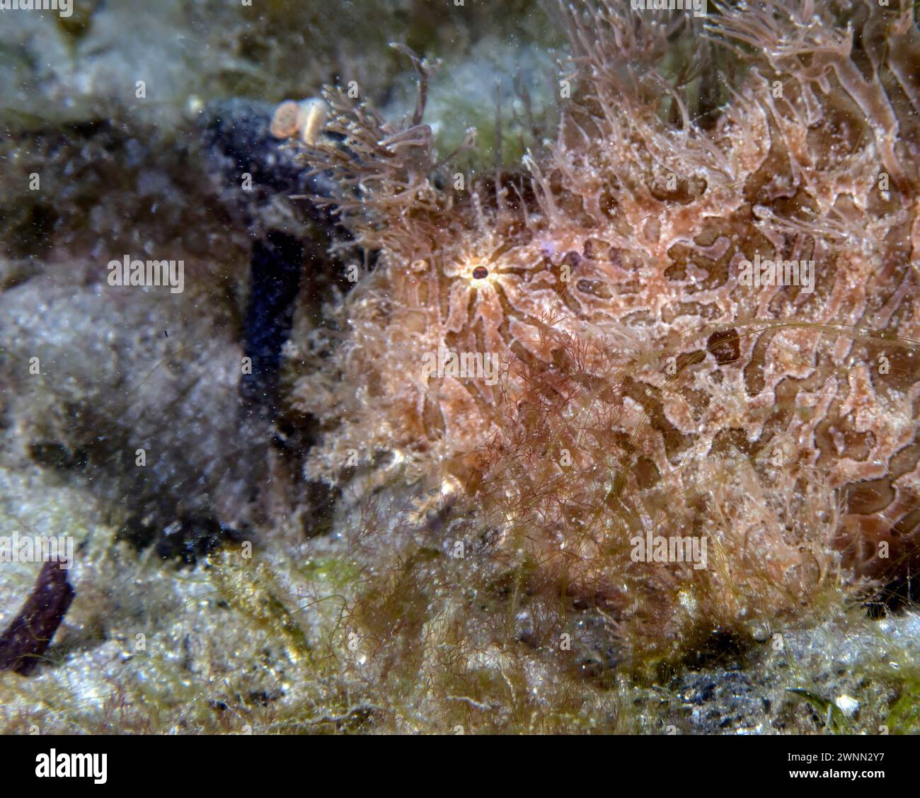 A Striated Frogfish (Antennarius striatus) in Florida, USA Stock Photo ...