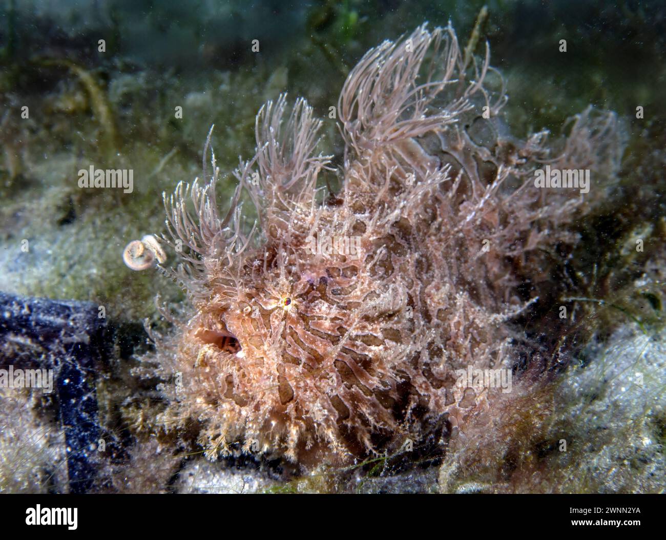A Striated Frogfish (Antennarius striatus) in Florida, USA Stock Photo ...