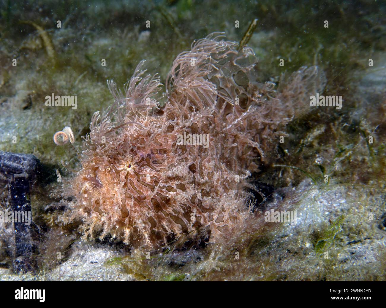 A Striated Frogfish (Antennarius striatus) in Florida, USA Stock Photo ...