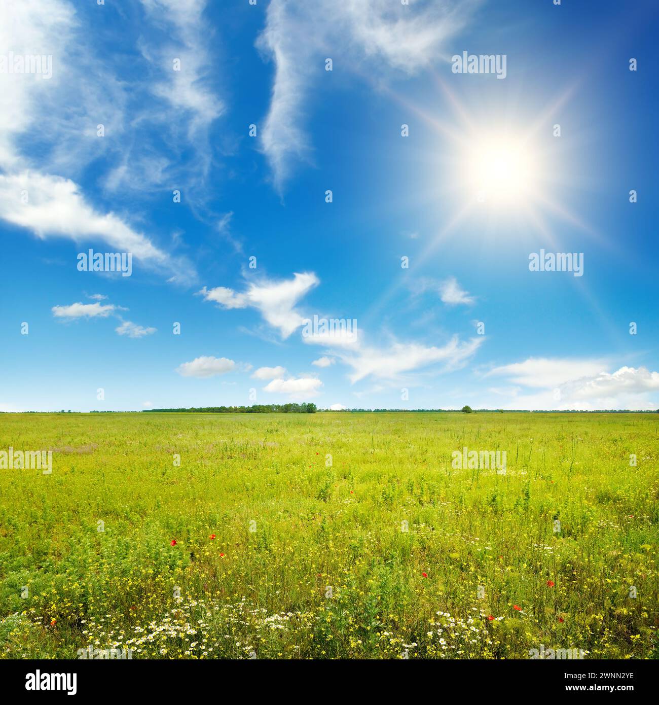 Sunrise over field of flowers hi-res stock photography and images - Alamy
