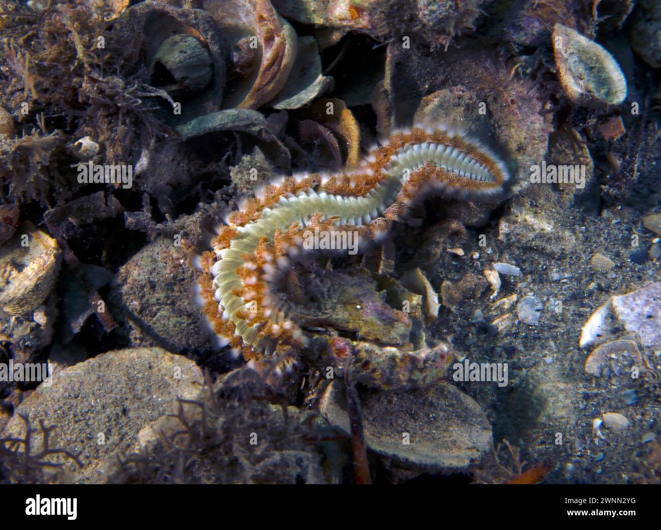 A Bearded Fireworm (Hermodice carunculata) in Florida, USA Stock Photo ...