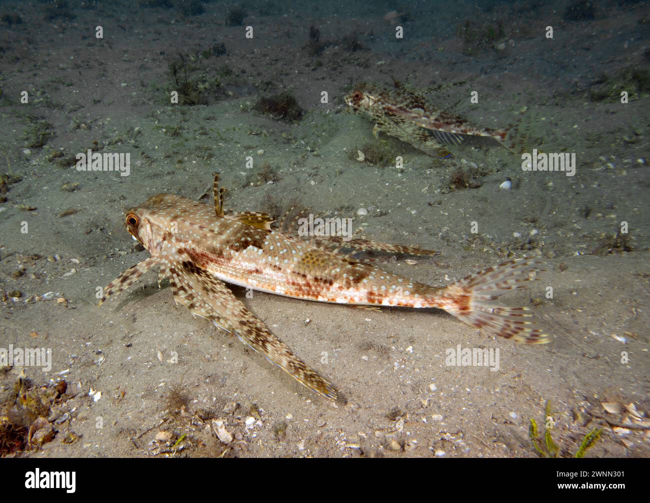 A Flying Gunard (Dactylopterus volitans) in Florida, USA Stock Photo ...