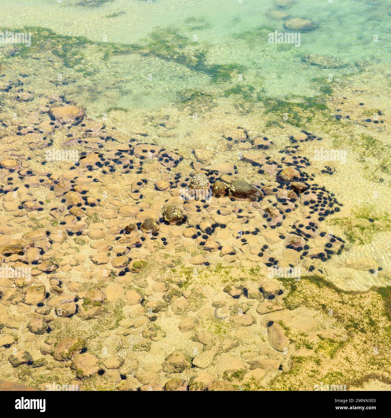 Sandy ocean floor with sea urchins Stock Photo - Alamy