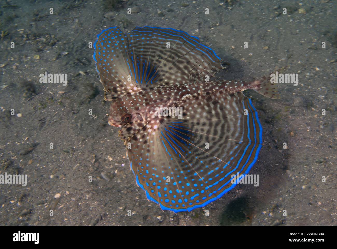 A Flying Gunard (Dactylopterus volitans) in Florida, USA Stock Photo ...