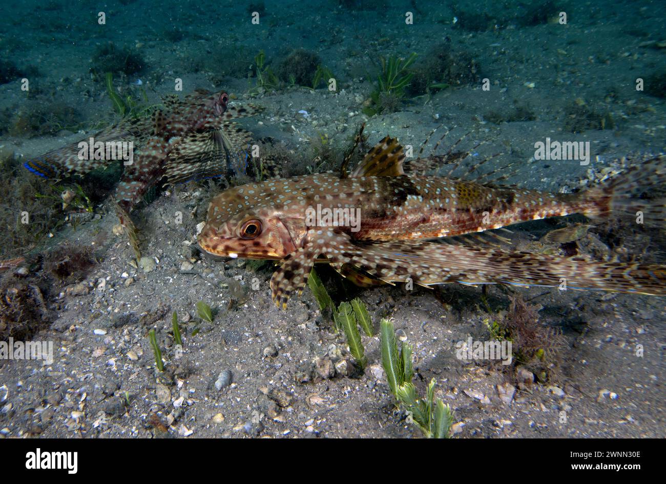 A Flying Gunard (Dactylopterus volitans) in Florida, USA Stock Photo ...