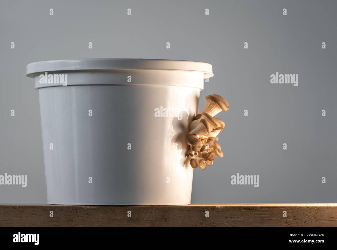 Oyster mushroom coffee hi-res stock photography and images - Alamy