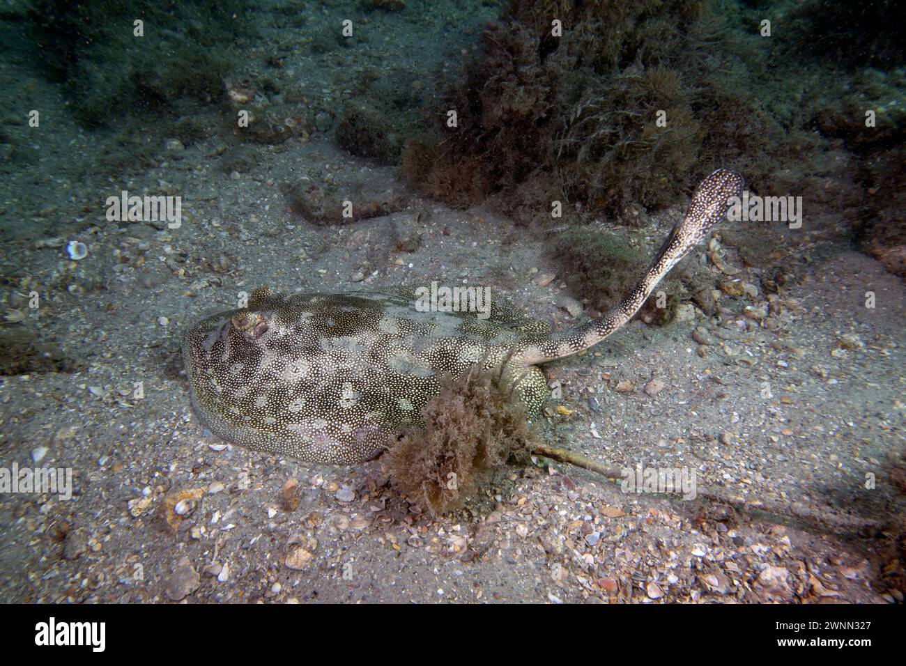 A Yellow Stingray (Urobatis jamaicensis) in Florida, USA Stock Photo ...