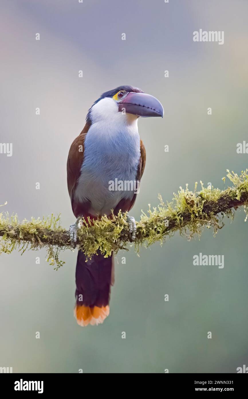 Black-billed Mountain-Toucan in Colombia South America Stock Photo - Alamy