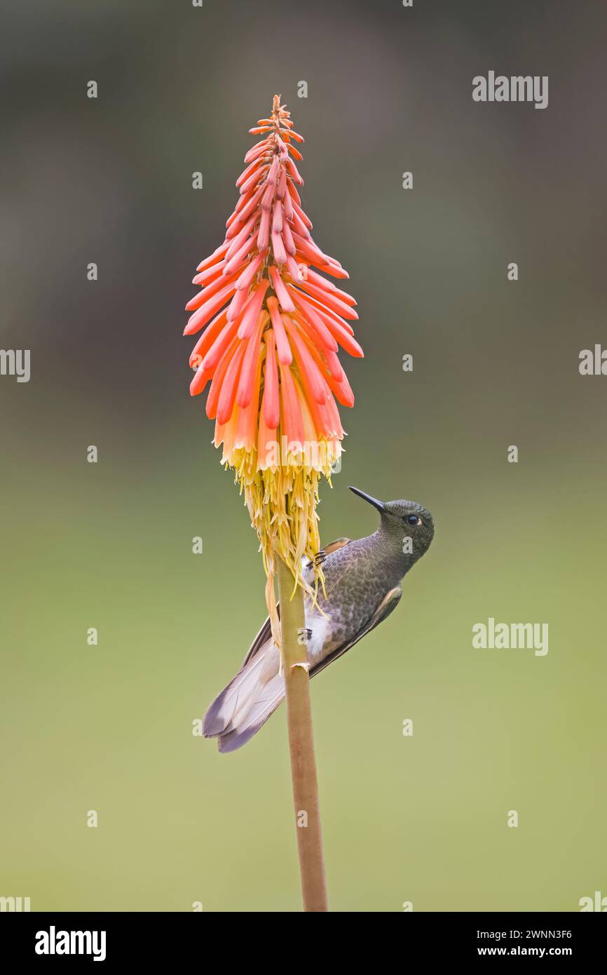 Buff-tailed Coronet feeding on a flower in Colombia South America taken ...