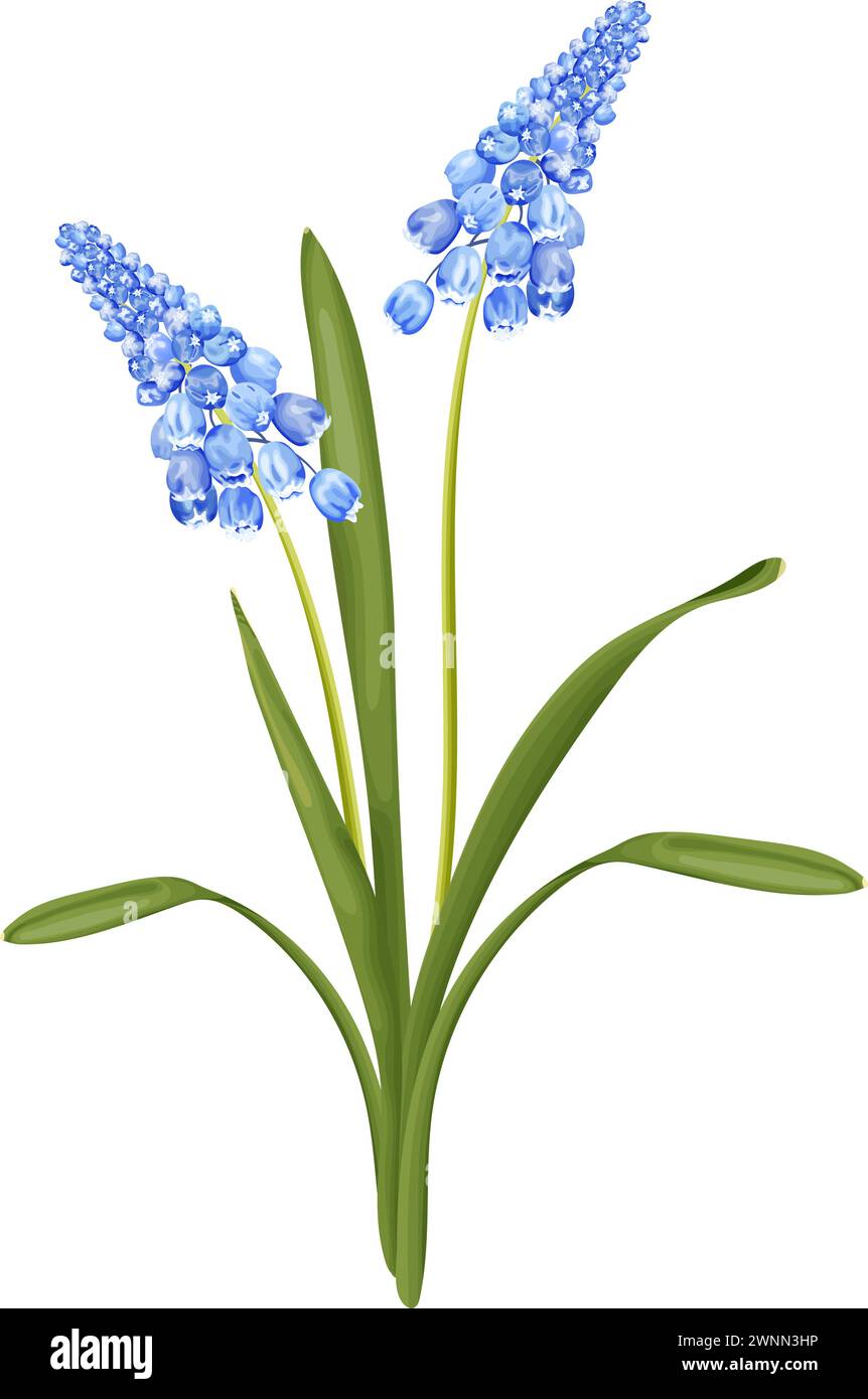 Spring bouquet with blue hyacinth flower. Stock vector illustration ...