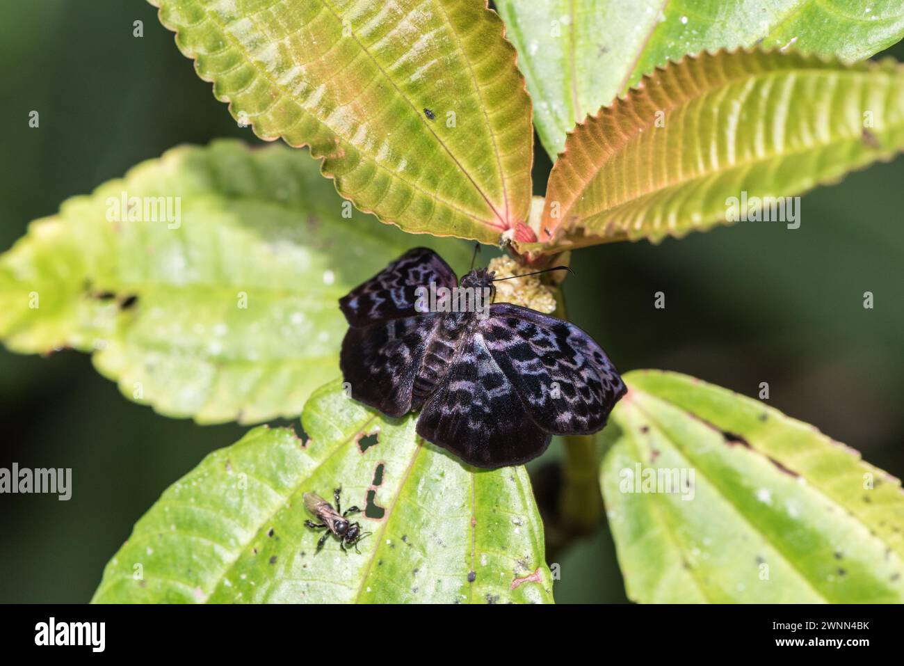Cycloglypha thrasibulus hi-res stock photography and images - Alamy