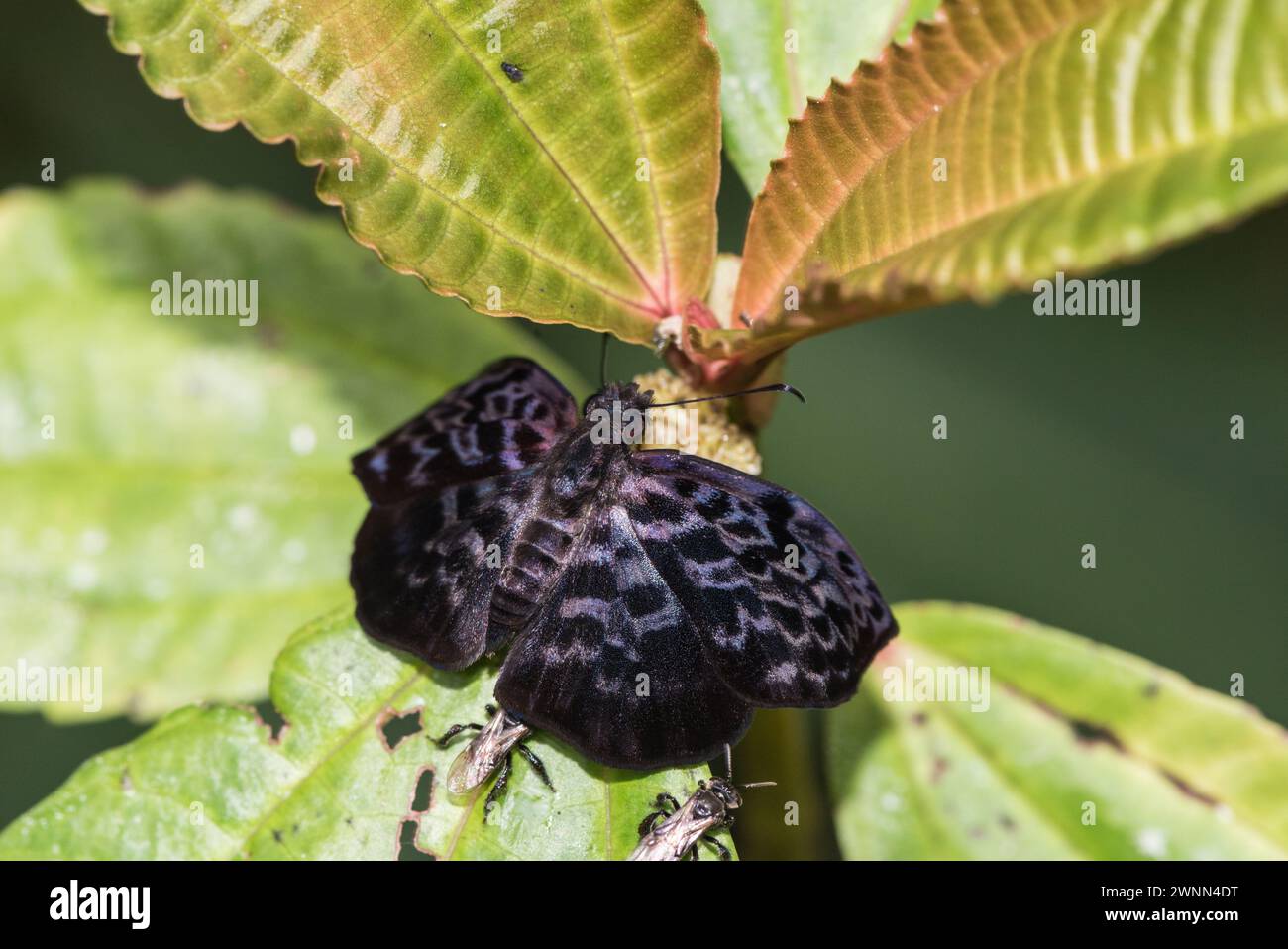 Perched Widespread Bentwing (Cycloglypha thrasibulus), a skipper, in ...