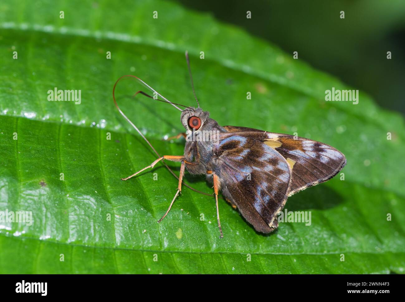 Baited Green-backed Ruby-eye (Perichares adela) in Montezuma Eco-Lodge ...