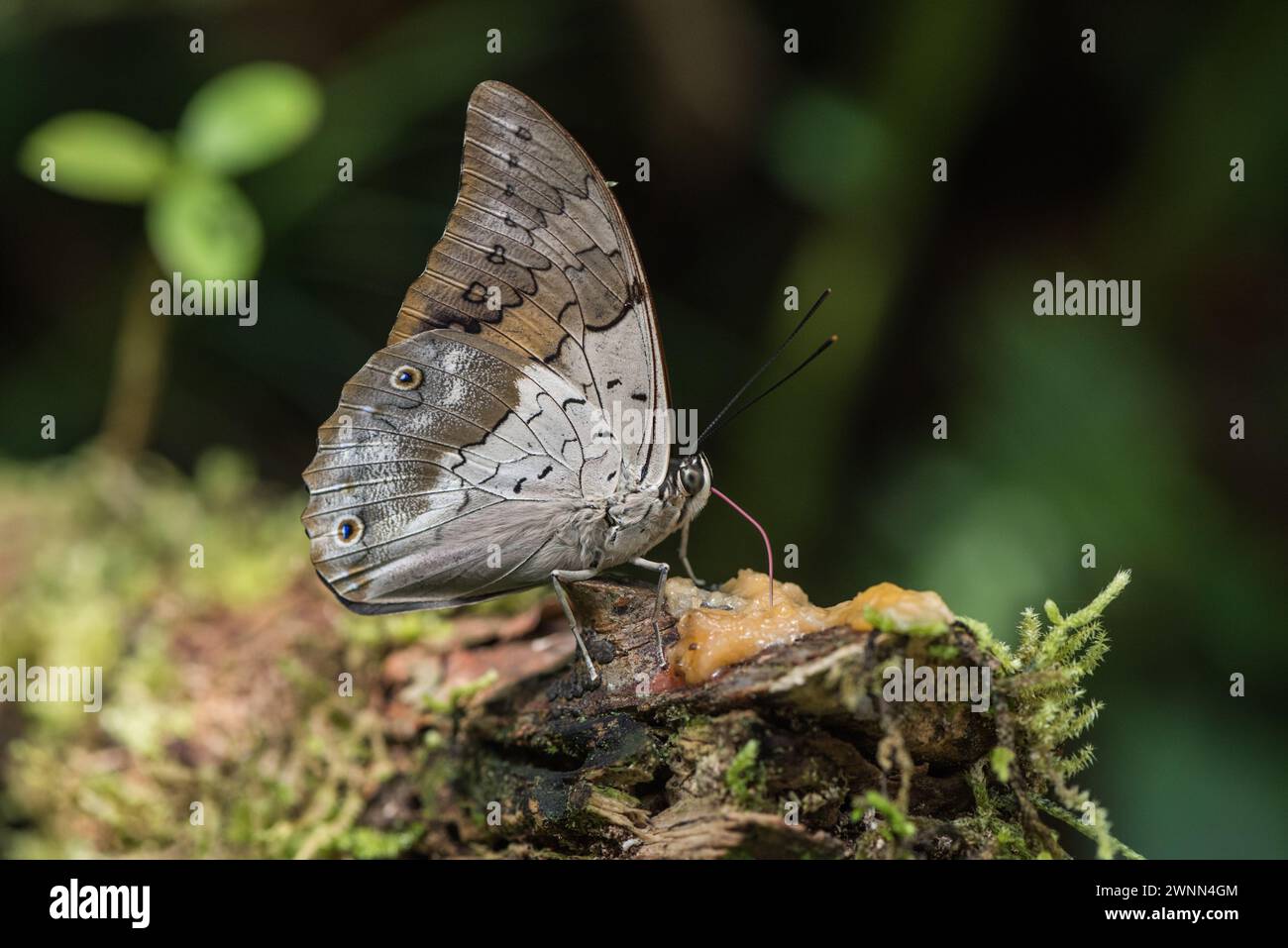 Baited Shaded-blue leafwing (Prepona laertes) at Montezuma Eco-Lodge ...