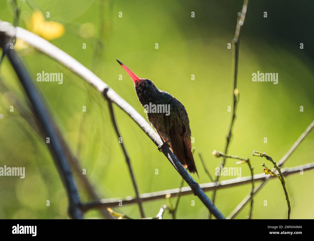 Perched Rufous-tailed Hummingbird (Amazilia tzacatl) at Minca, Colombia ...
