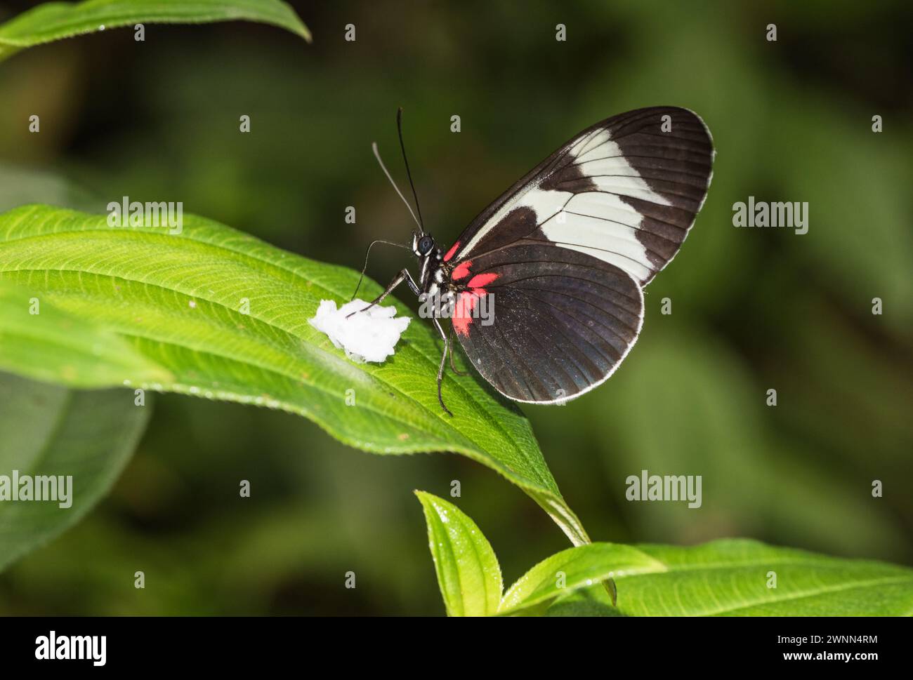 Heliconius eleuchia eleusinus hi-res stock photography and images - Alamy