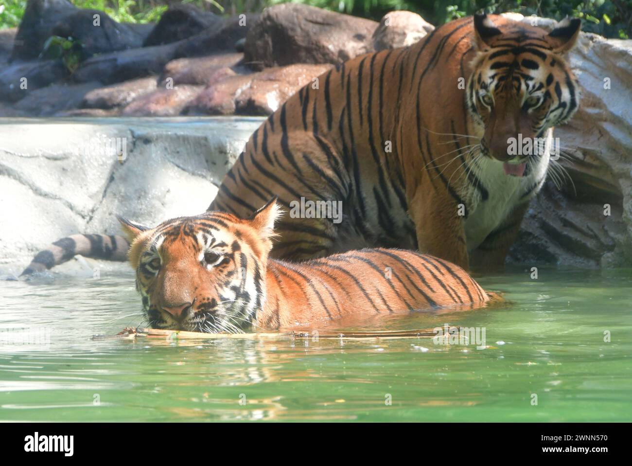 Mumbai, India. 03rd Mar, 2024. MUMBAI, INDIA - MARCH 3: Royal Bengal ...