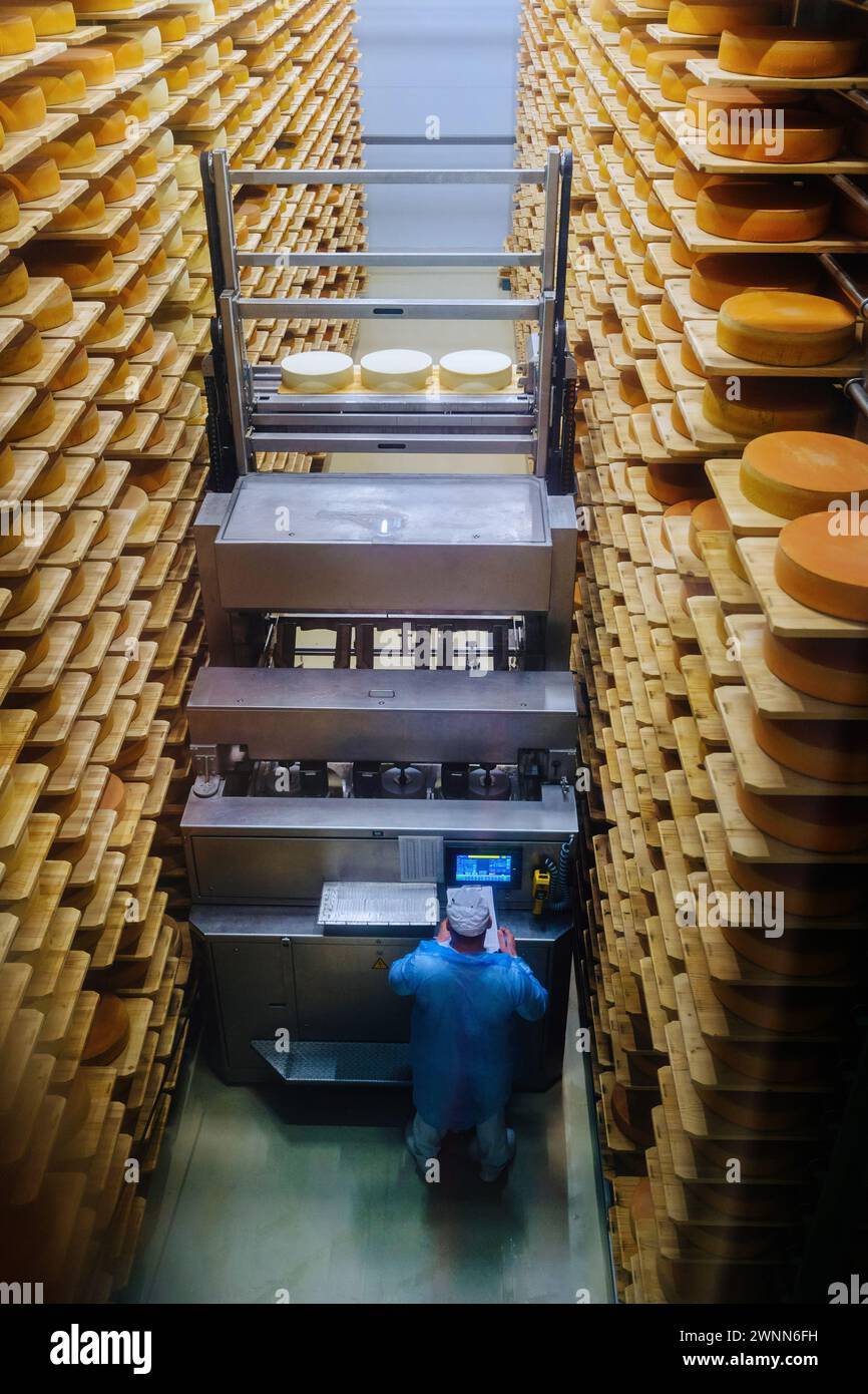 Loading machine working at cheese warehouse Stock Photo - Alamy