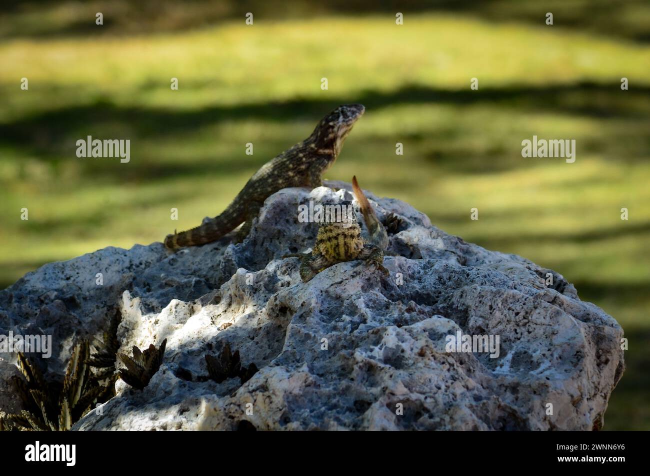 Long curly tail hi-res stock photography and images - Alamy