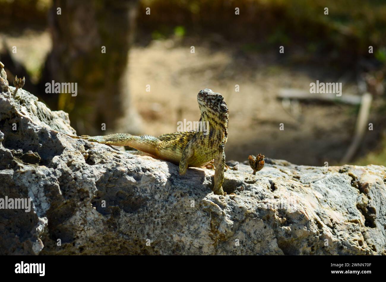 Curly-tailed lizard missing a foot, basking in the sun on top of a lava ...