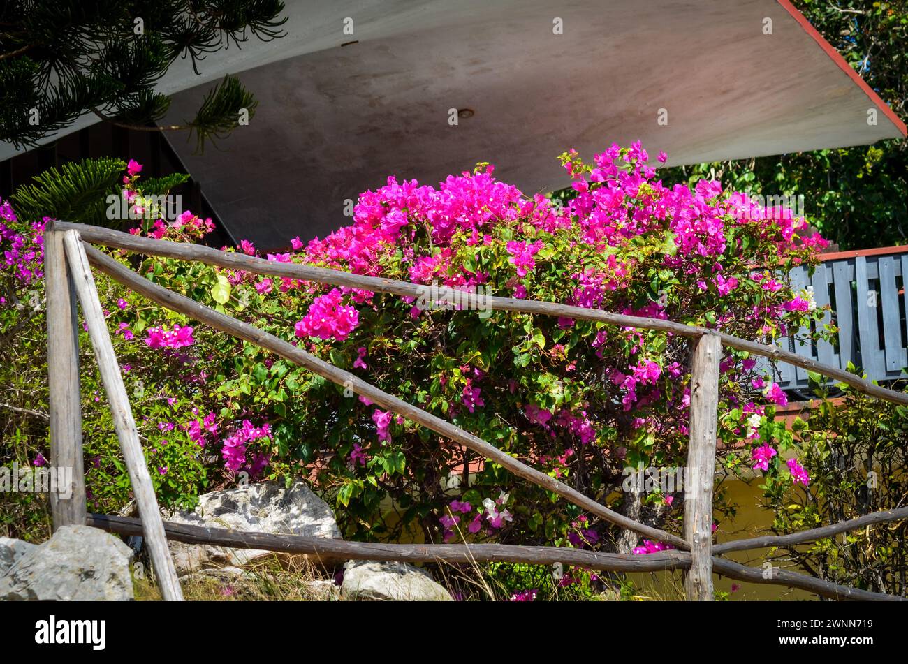 A farm fence with a bush of bright pink flowers, green leaves and a few ...