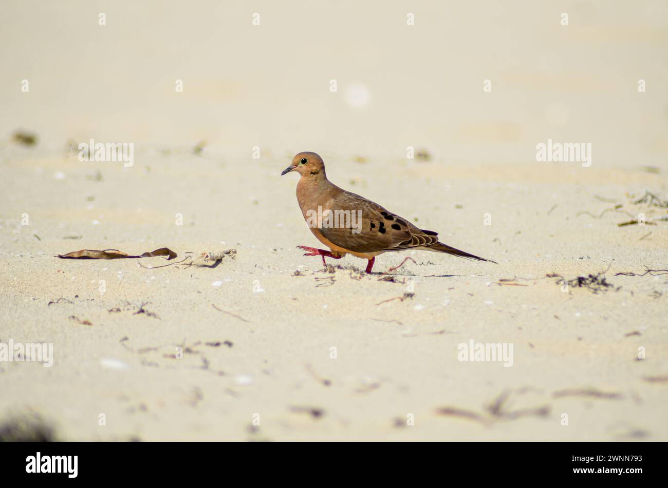 Mourning Dove, walking on a sandy beach, left foot up, sunny day ...