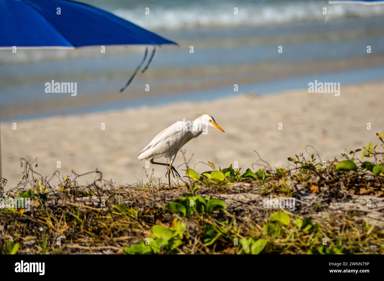 Cattle Egret, stepping motion, long fingers, sand dune, Native beach ...