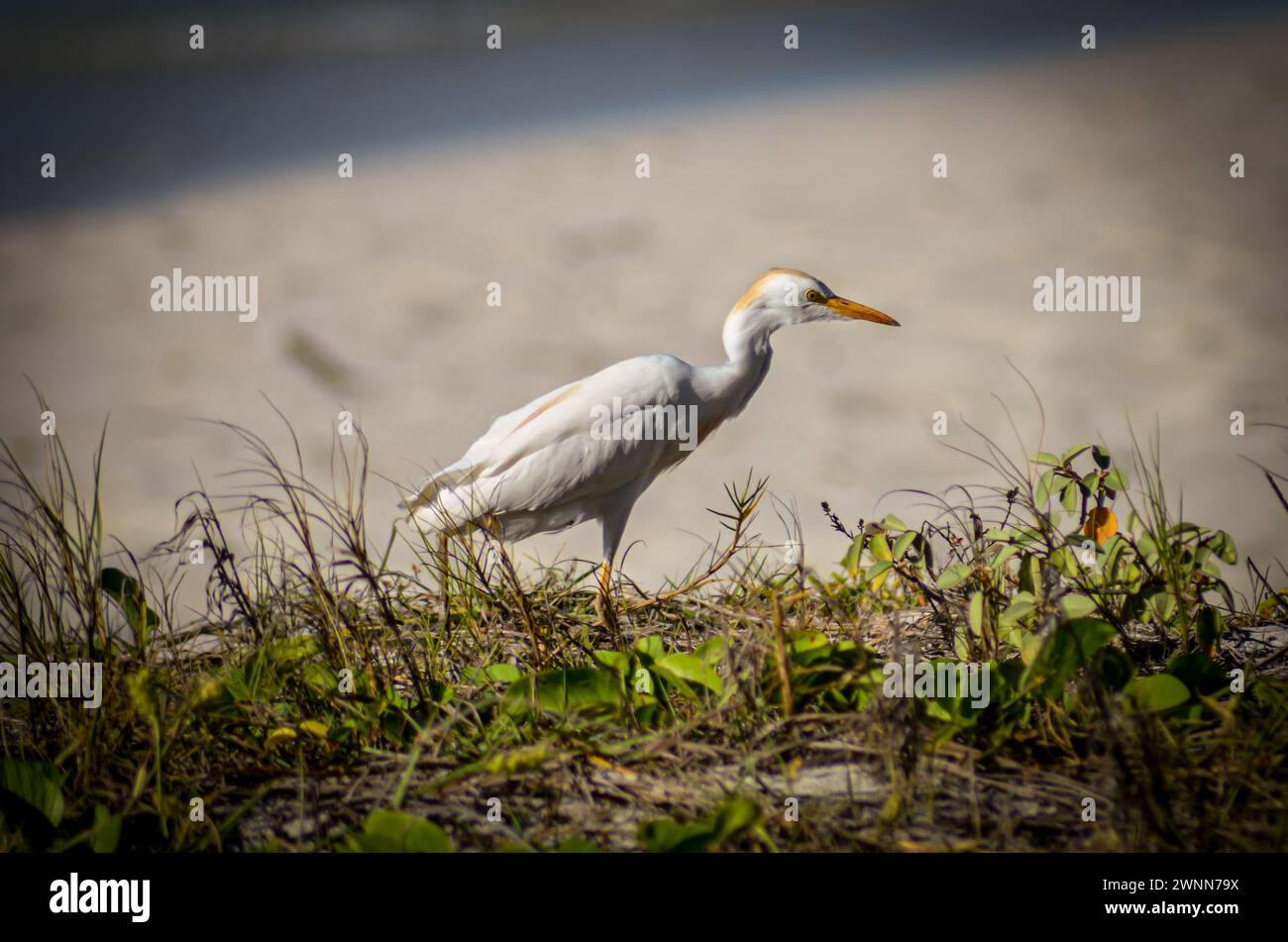 White heron wading tropical plants hi-res stock photography and images - Alamy