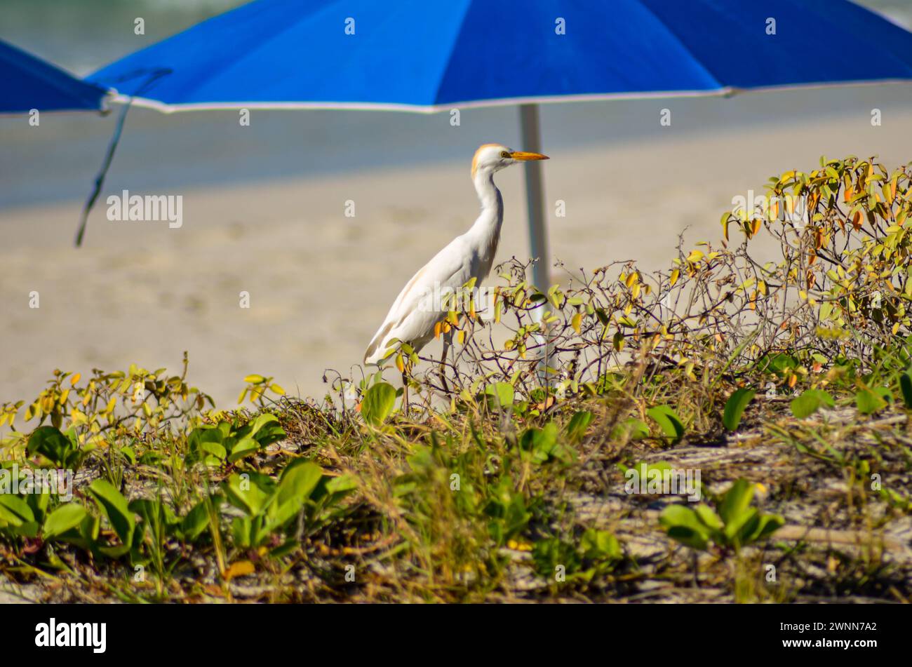 Cattle Egret, sand dune, green and orange Native beach plants, blue ...