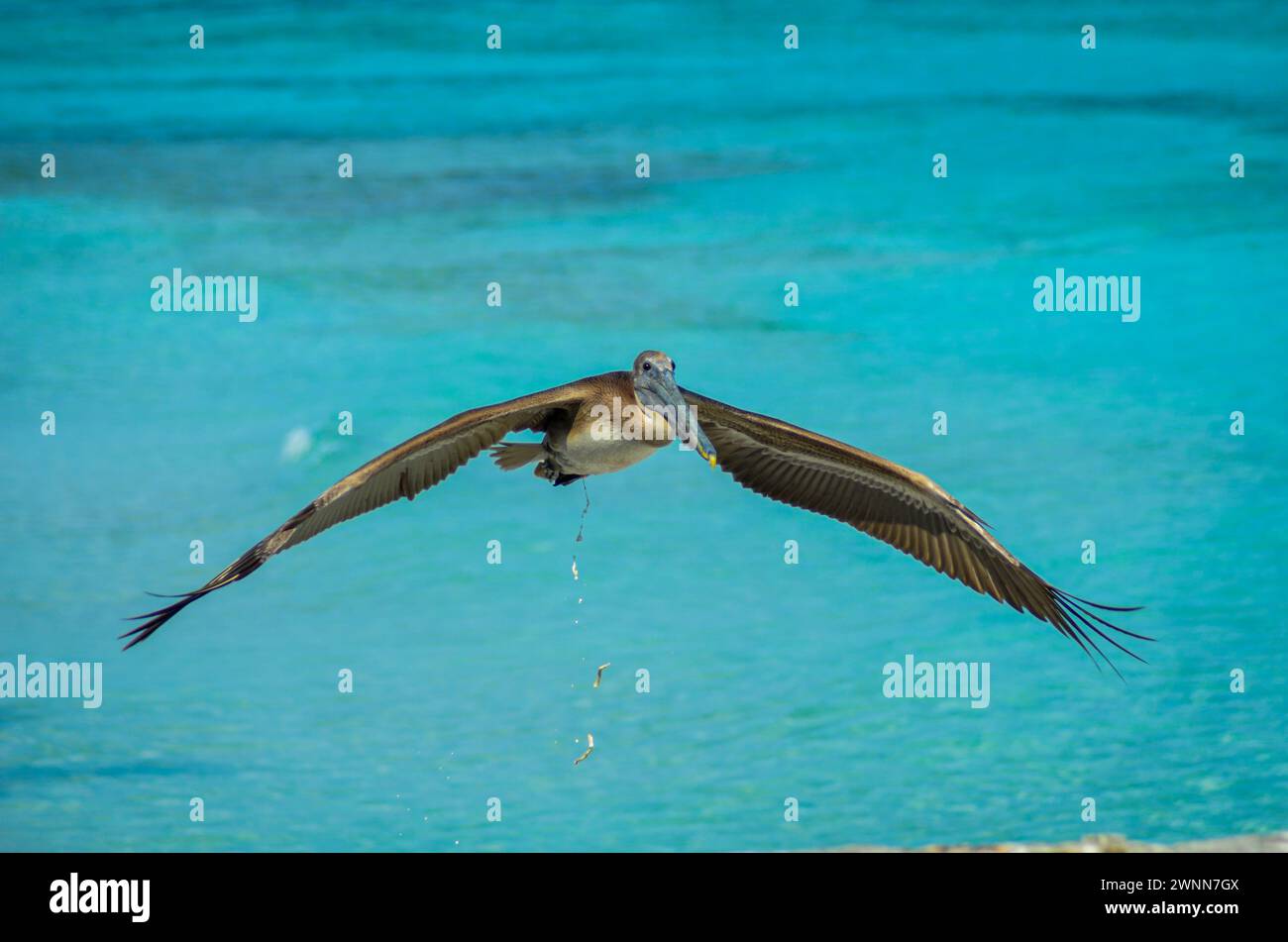 Brown Pelican flying while pooping into the bright blue ocean water ...