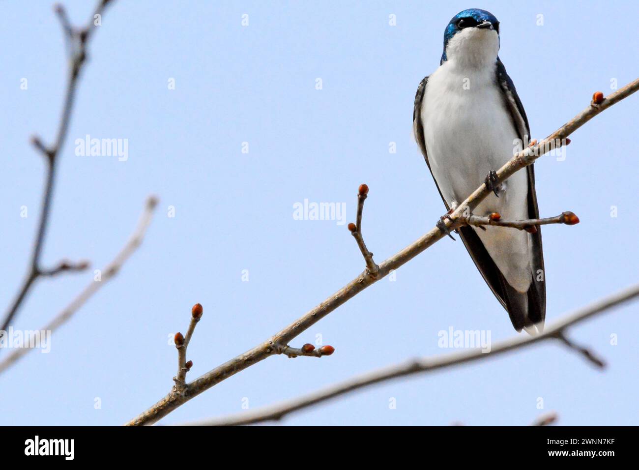 Close-up of a Beautiful deep-blue Tree Swallow, perched on a thin ...