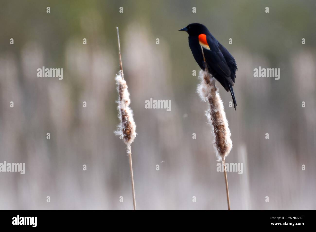 Perched red winged black bird hi-res stock photography and images - Alamy