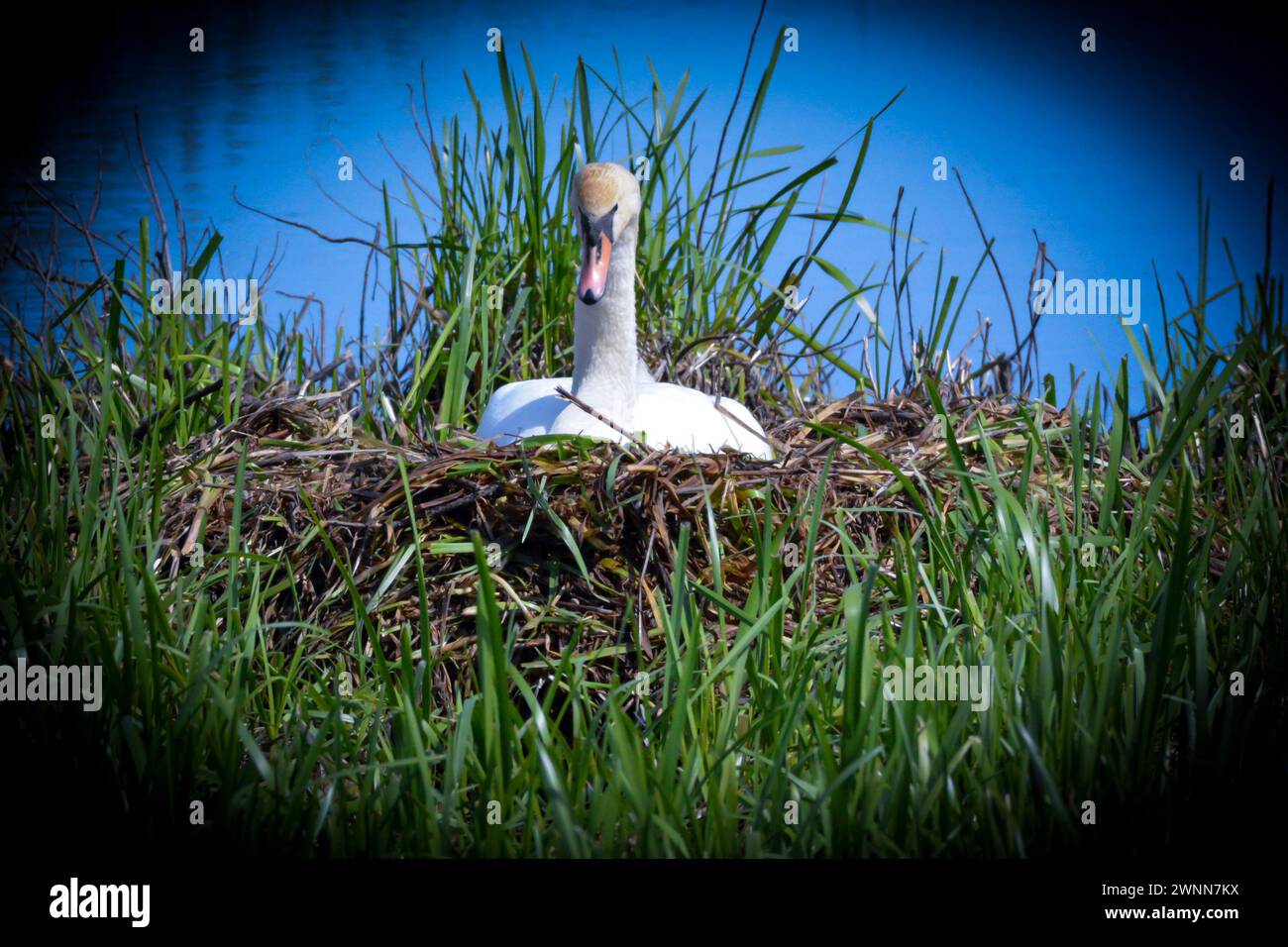 Breeding Mute Swan sitting on its big nest surrounded by tall green grass and blue water Stock ...