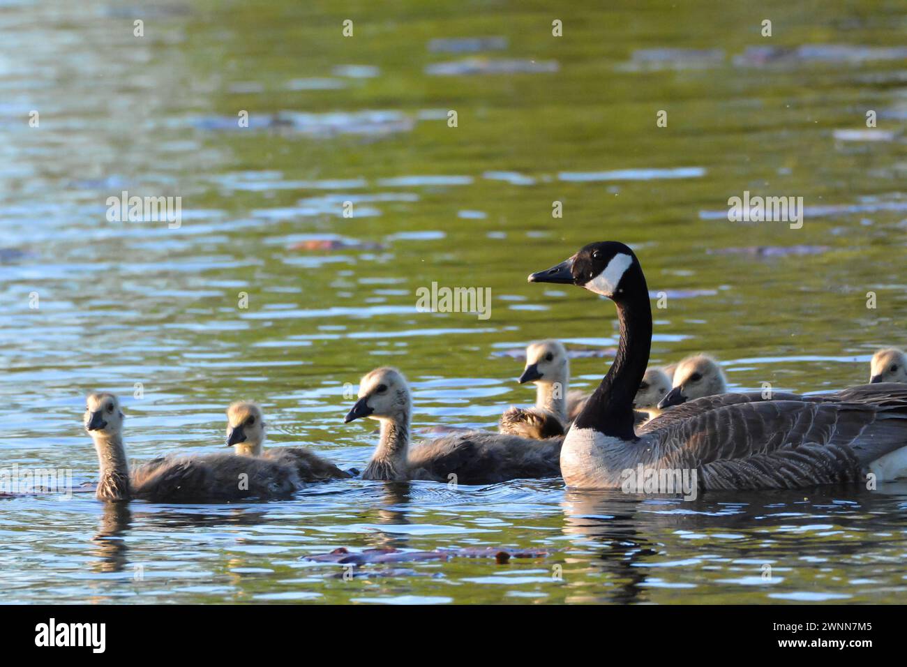 A Canadian goose with her 7 juvenile children Stock Photo - Alamy