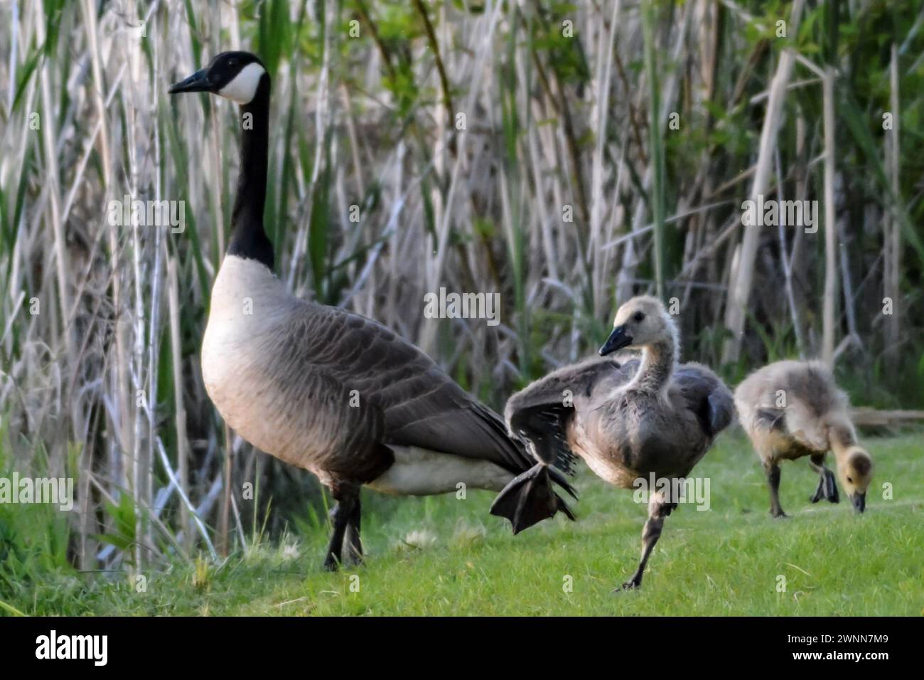 A Canadian mother goose with her 2 juvenile children Stock Photo - Alamy