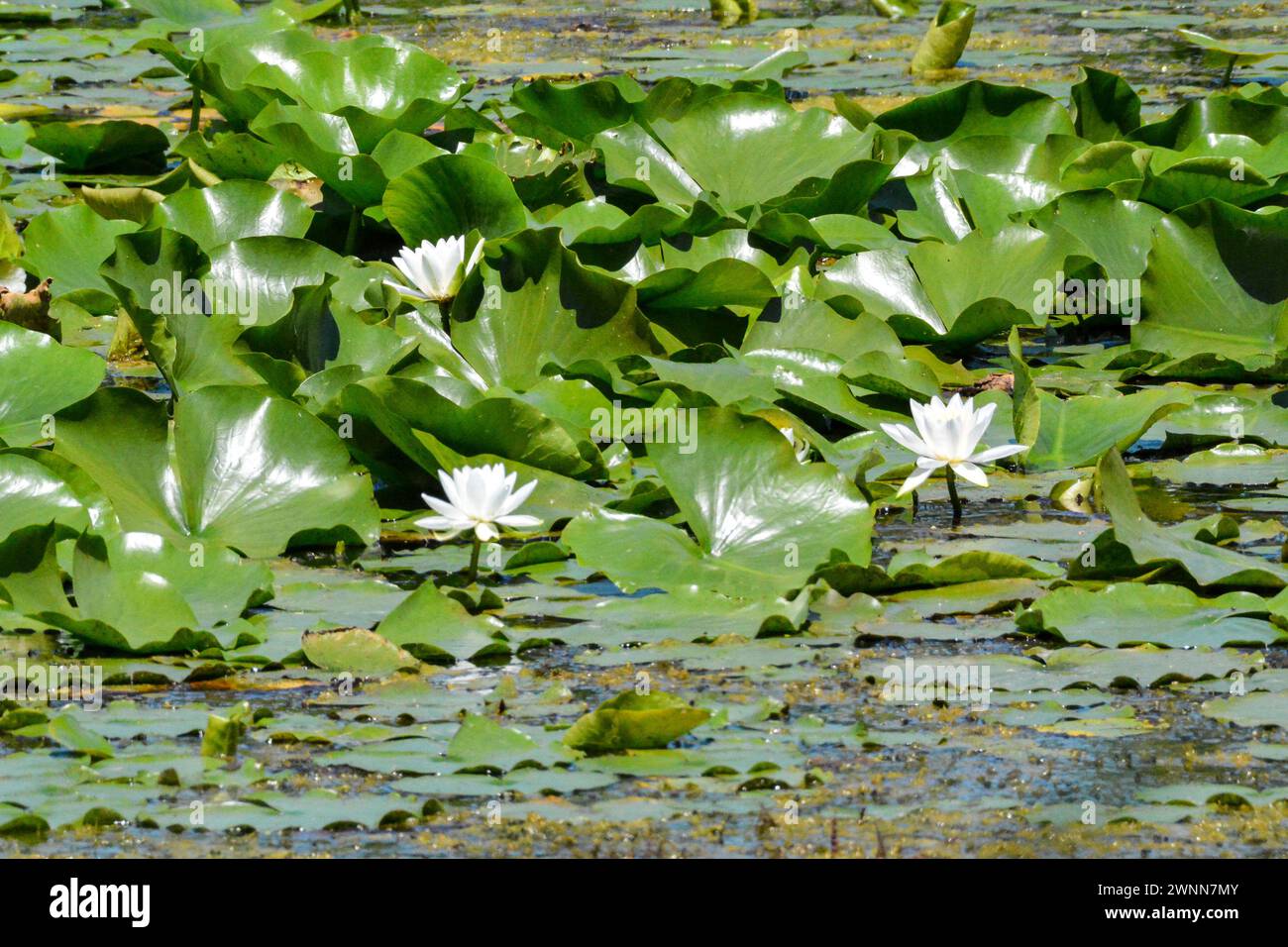 Wax flowers hi-res stock photography and images - Alamy
