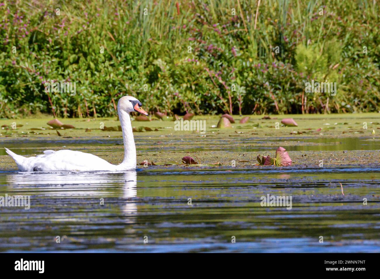 A male Swan floating among the water lilies Stock Photo - Alamy
