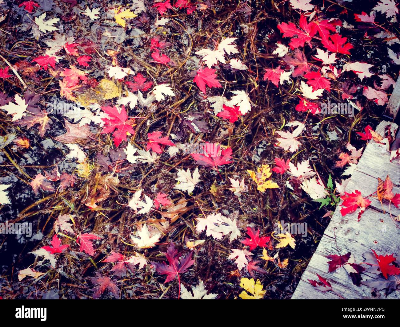 Autumn colors, Maple leaves, red, yellow, and orange. Leaves floating on top of the water Stock ...