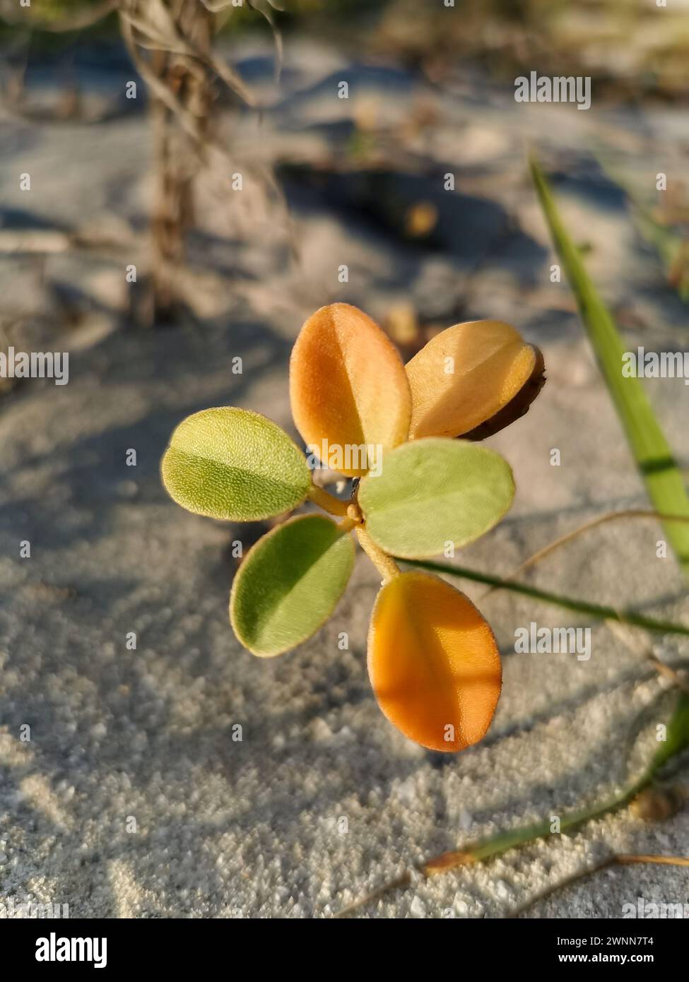 Orange and green coastal plant on the sandy beaches Stock Photo - Alamy