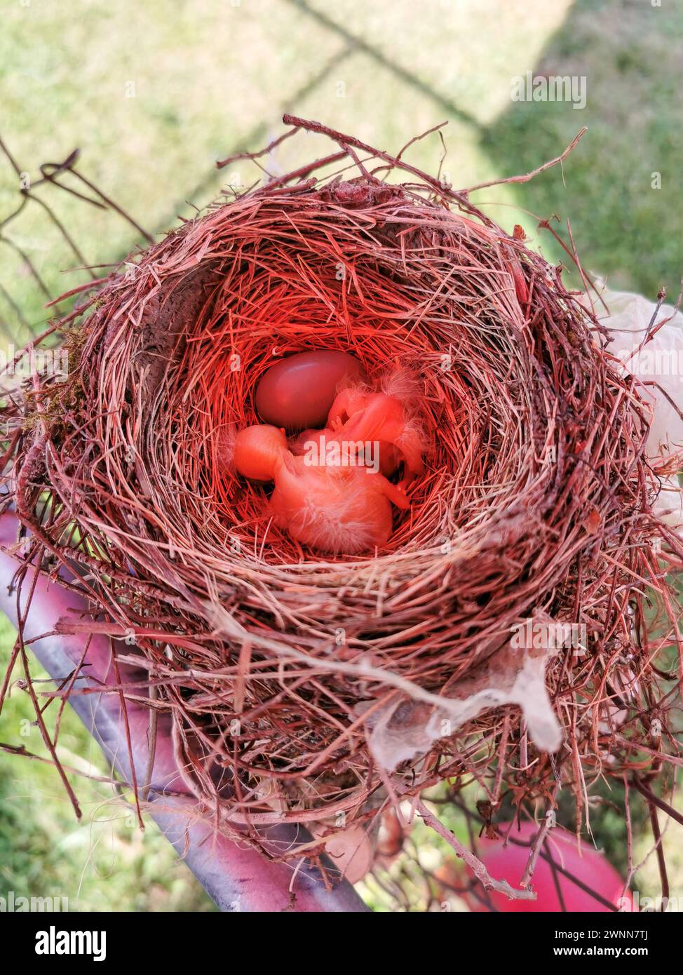 American Robins nest with 2 hatched chicks. Day 1 Stock Photo - Alamy