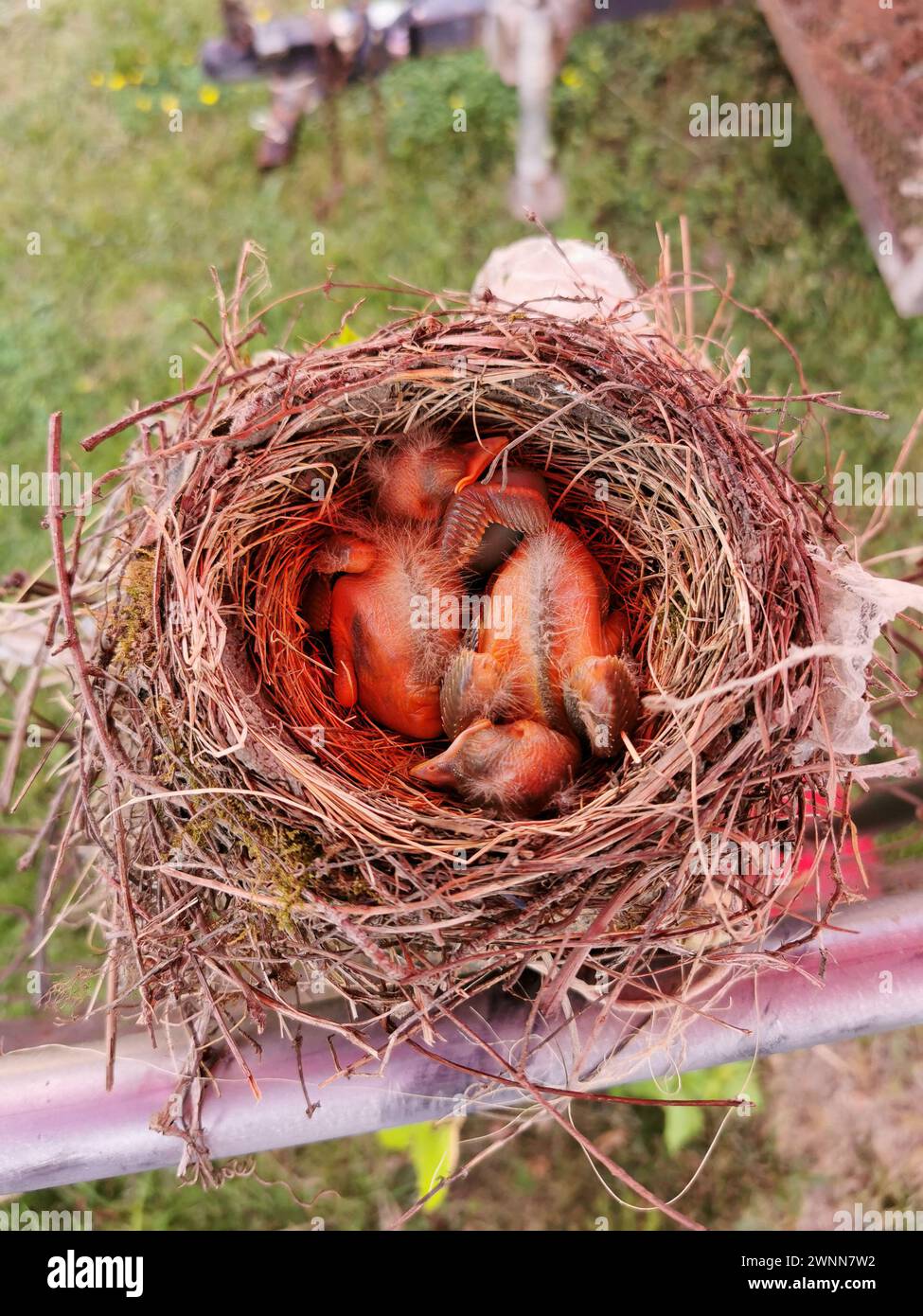 American Robins nest with 4-day-old sleeping chicks. No feathers. Eyes ...