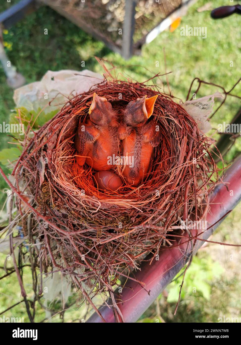 American Robins nest with 4-day-old chicks. Head sticking out above the ...