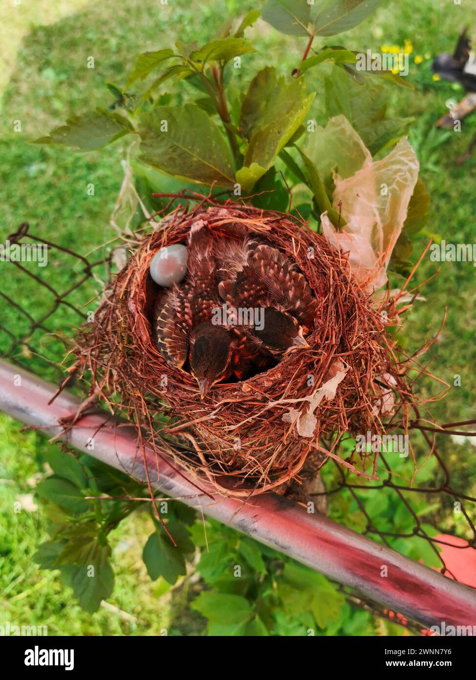 American Robins nest with 10-day-old chicks and 1 blue egg. Top view ...