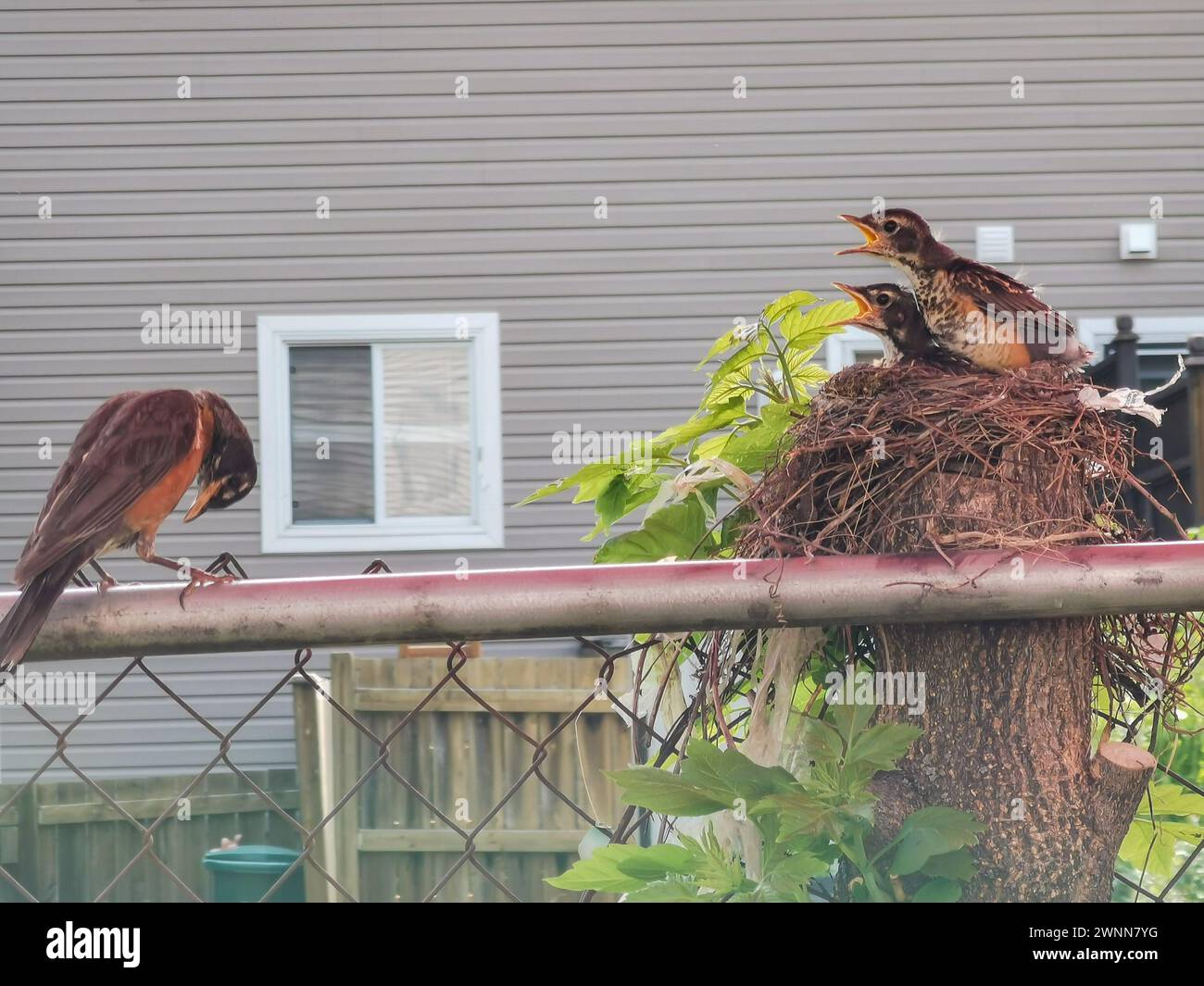 American Robins nest with 2 hatched chicks. Day 1 Stock Photo - Alamy
