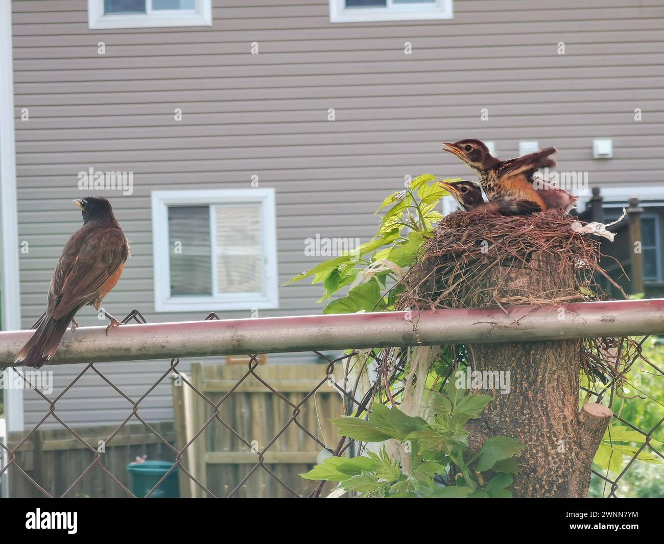 11 day old American Robin birds trying to fly out of the nest towards ...