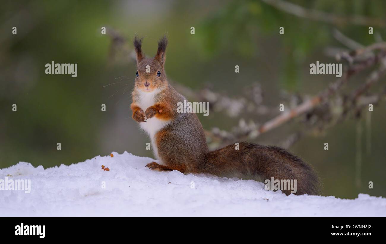 Cute Norwegian Red squirrel (Sciurus vulgaris) in snow Stock Photo - Alamy