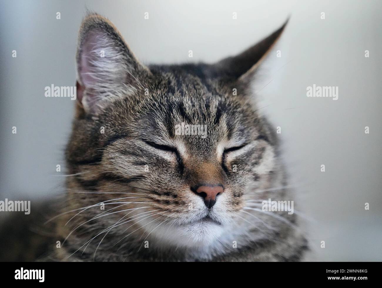 3 March 2024: tipped cat sleeping *** getiegerte Katze beim schlafen ...