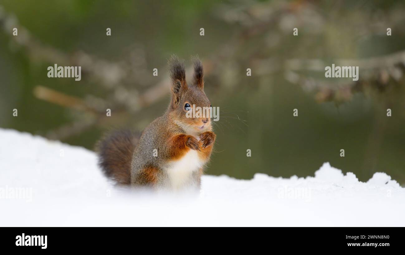 Cute Norwegian Red squirrel (Sciurus vulgaris) in snow Stock Photo - Alamy