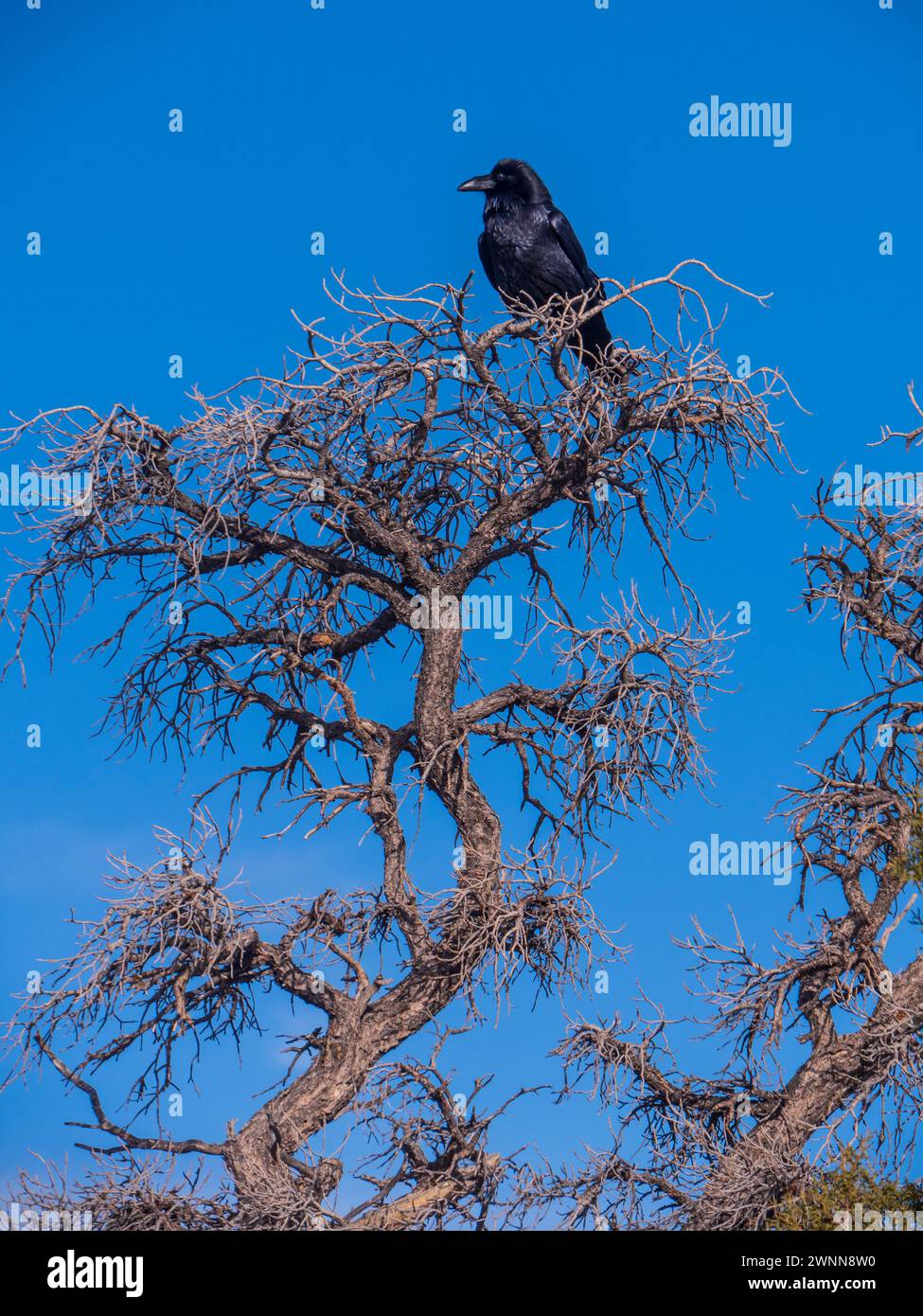 Raven on dead tree, Hermit's Rest, Grand Canyon South Rim, Arizona ...