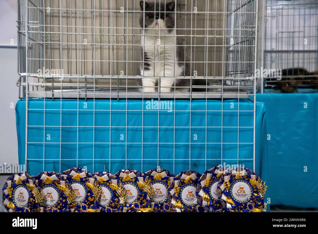 Moscow, Russia. 3rd of March, 2024. A participant of the Spring Cat ...